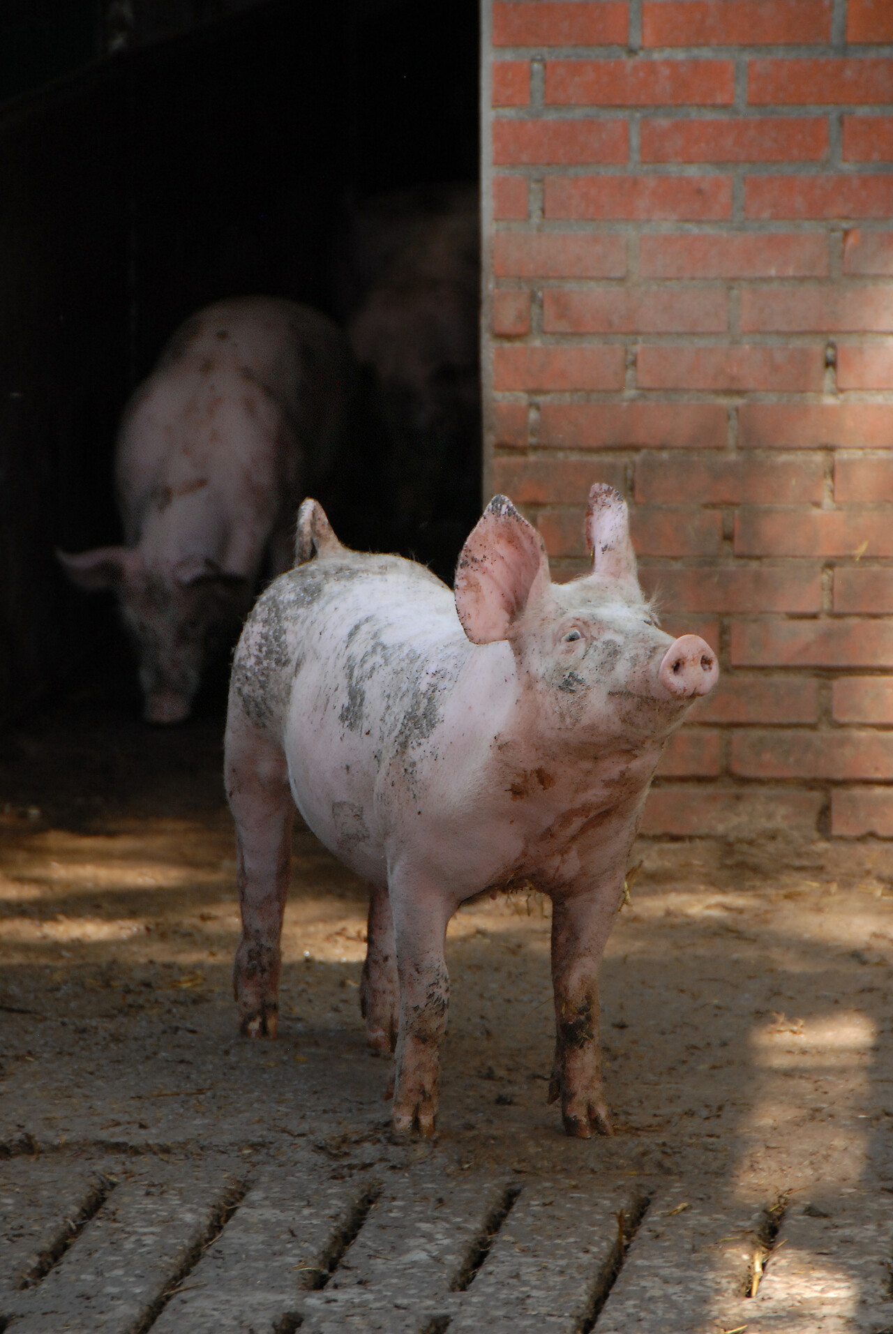 LC Energy — Shaping renewable energy