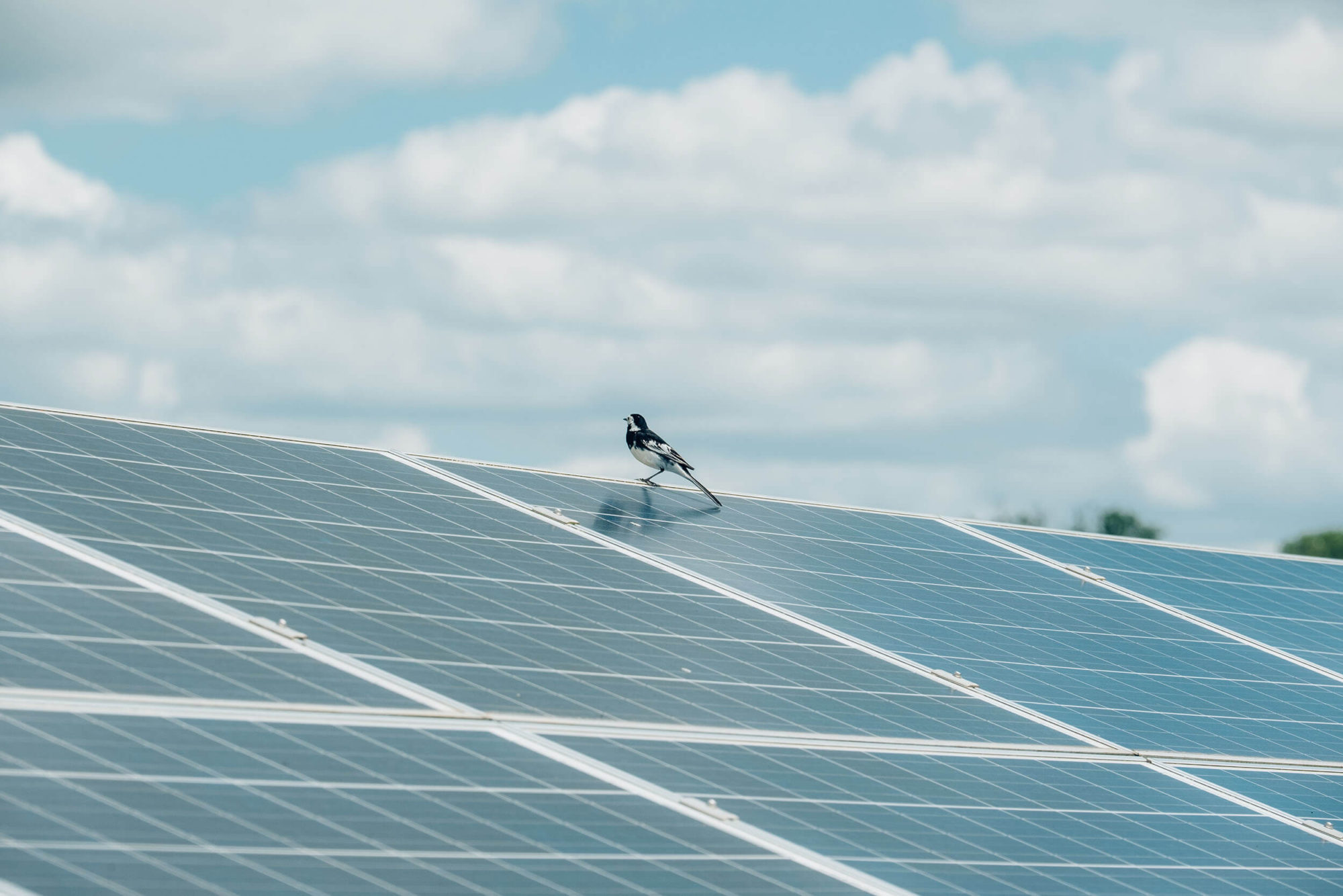 LC Energy heeft haar ontwikkelingsactiviteiten beëindigd en zet haar ...